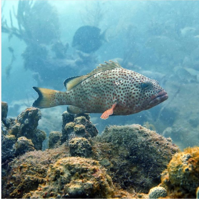Mapping red hind groupers at spawning aggregation sites with an AUV and ...