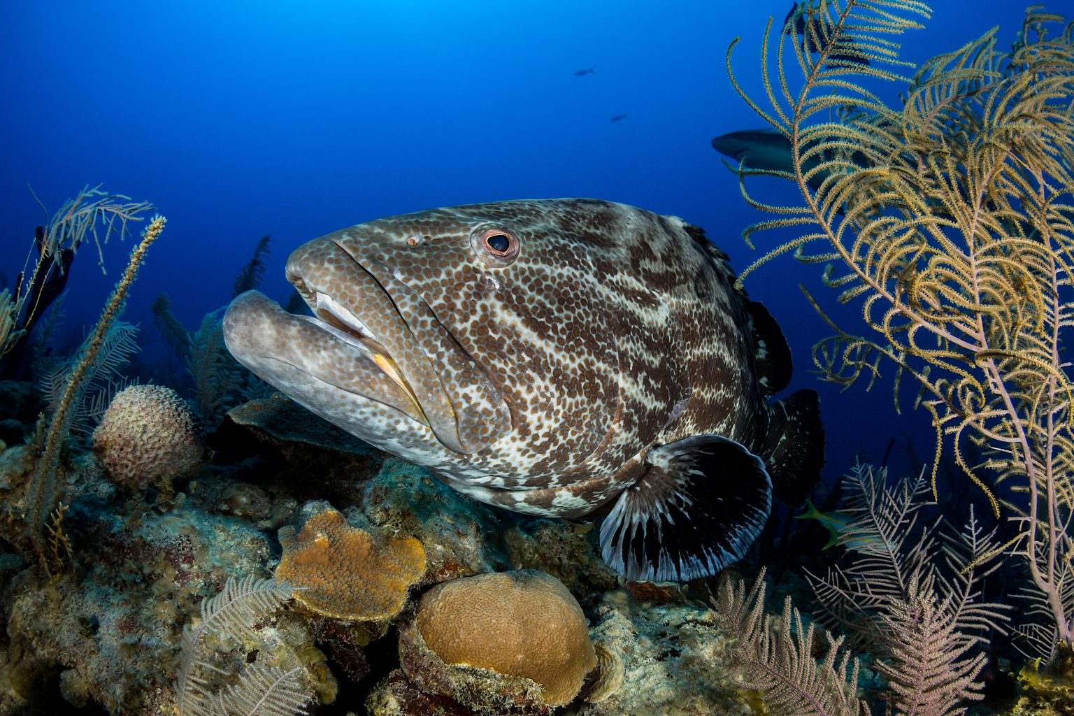 Overfishing – Caribbean Coral Reef Institute (CCRI)