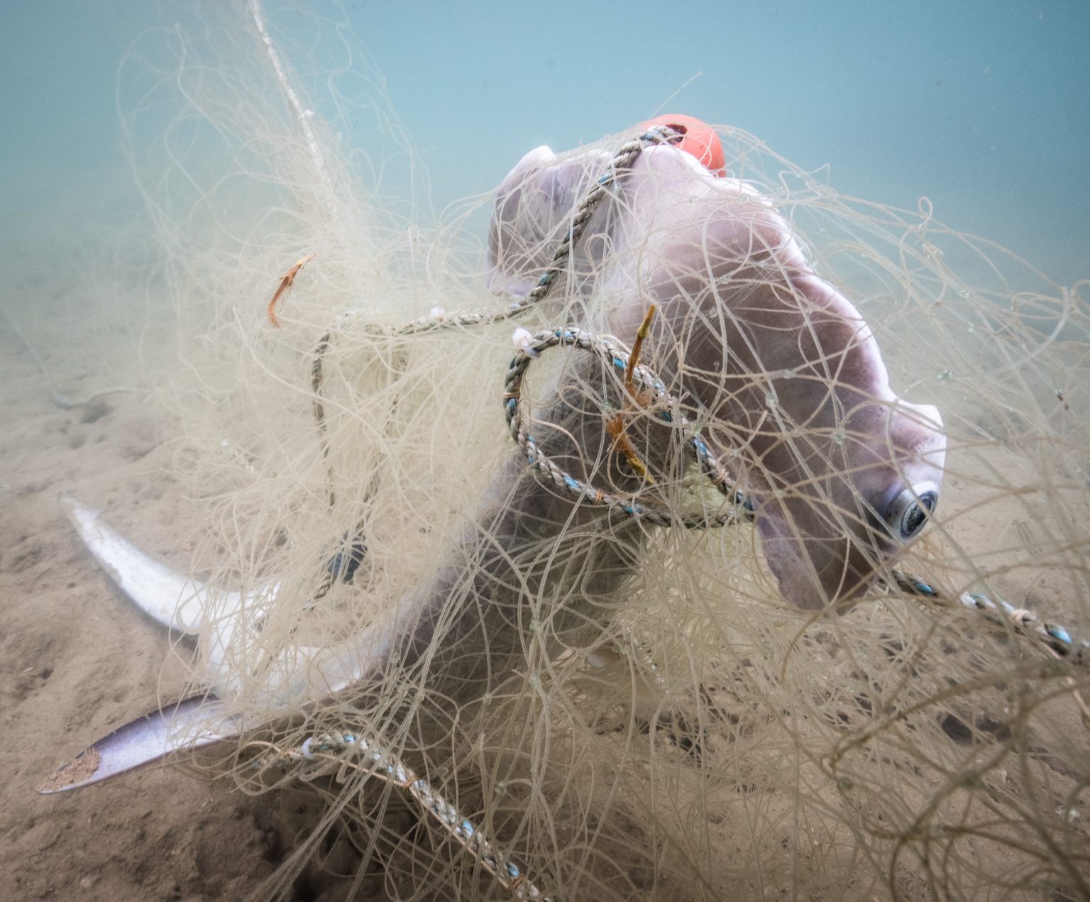 Overfishing – Caribbean Coral Reef Institute (CCRI)