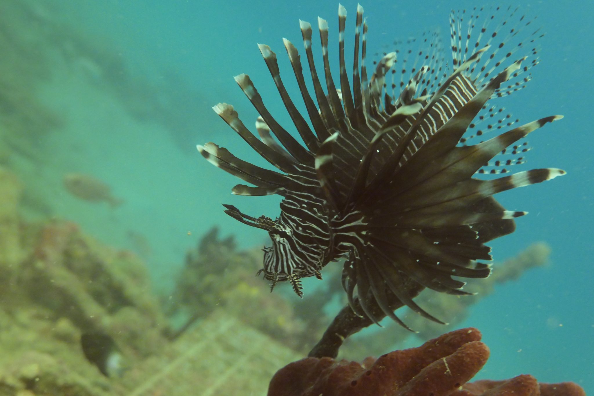 Invasive species – Caribbean Coral Reef Institute (CCRI)