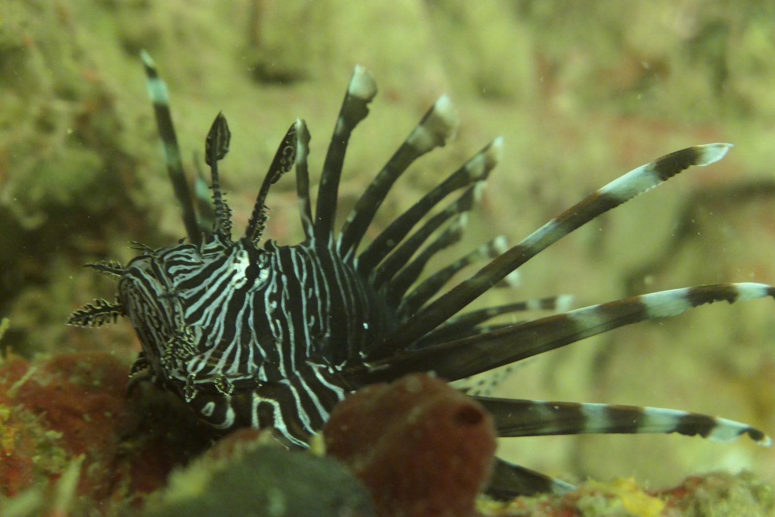 Invasive species – Caribbean Coral Reef Institute (CCRI)