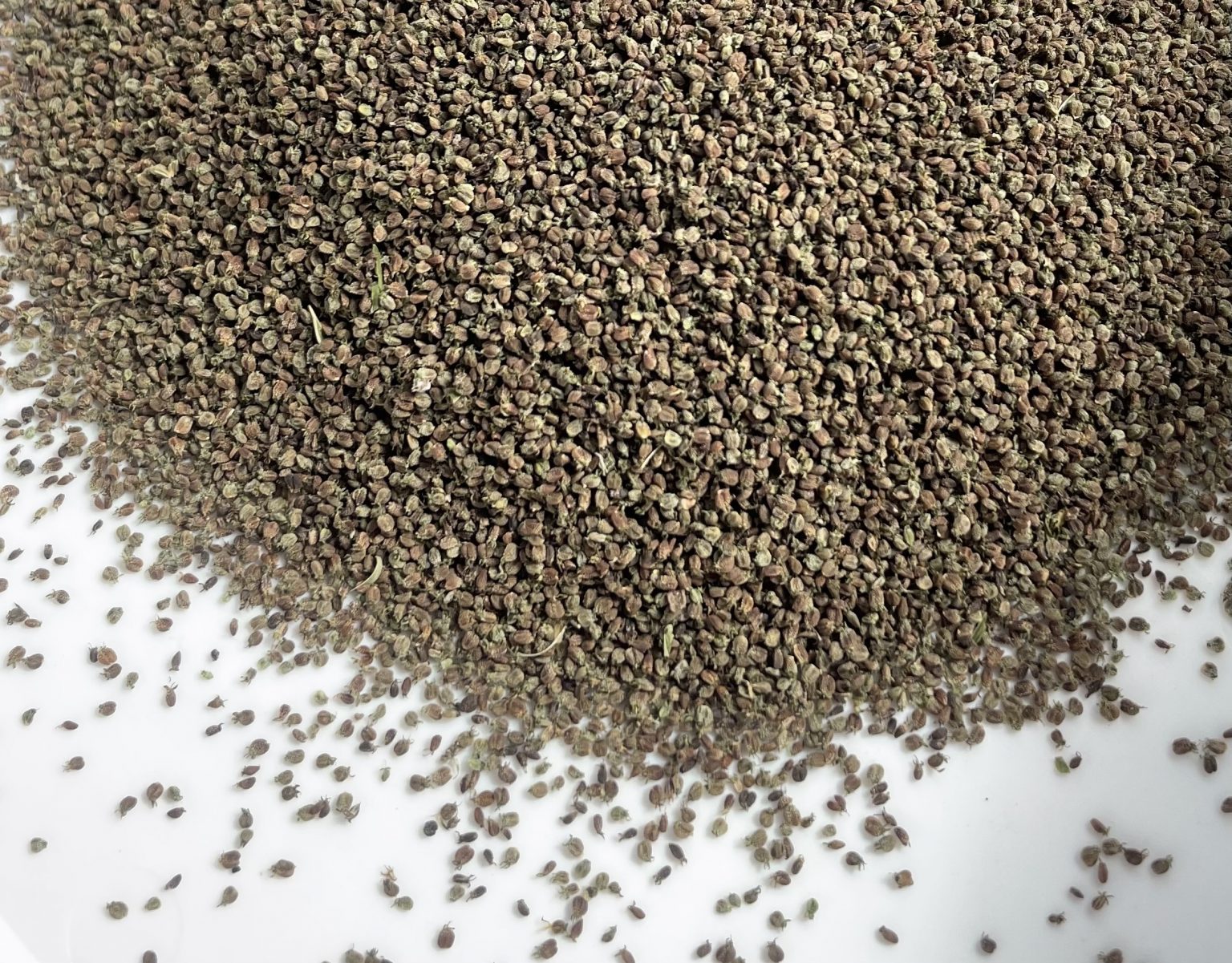 Recao / Culantro – SEMILLAS SELECTAS