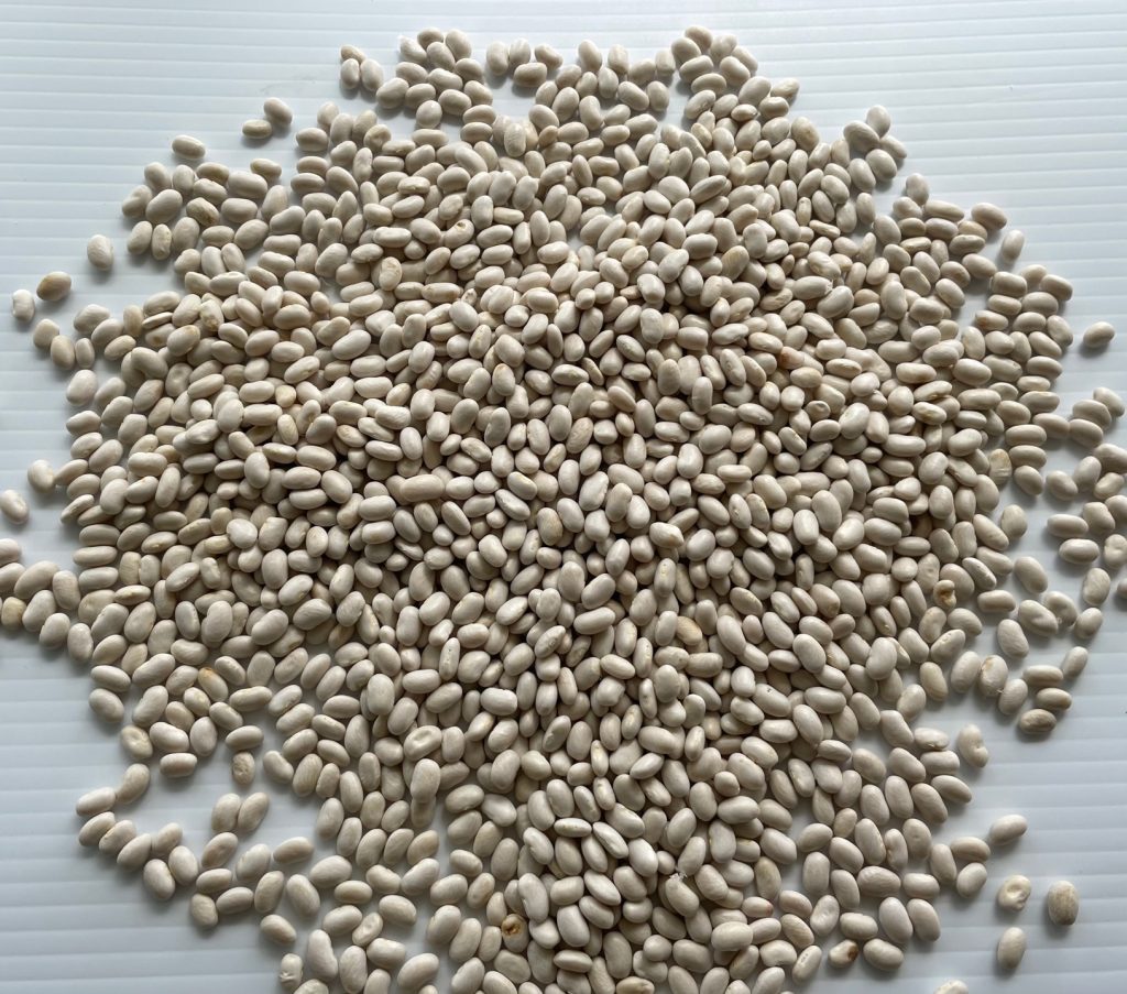 Habichuela Blanca – Verano – SEMILLAS SELECTAS