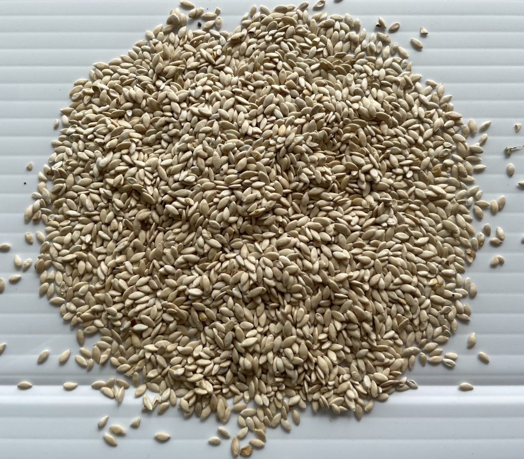 Pepinillo/Pepino – Criollo – SEMILLAS SELECTAS