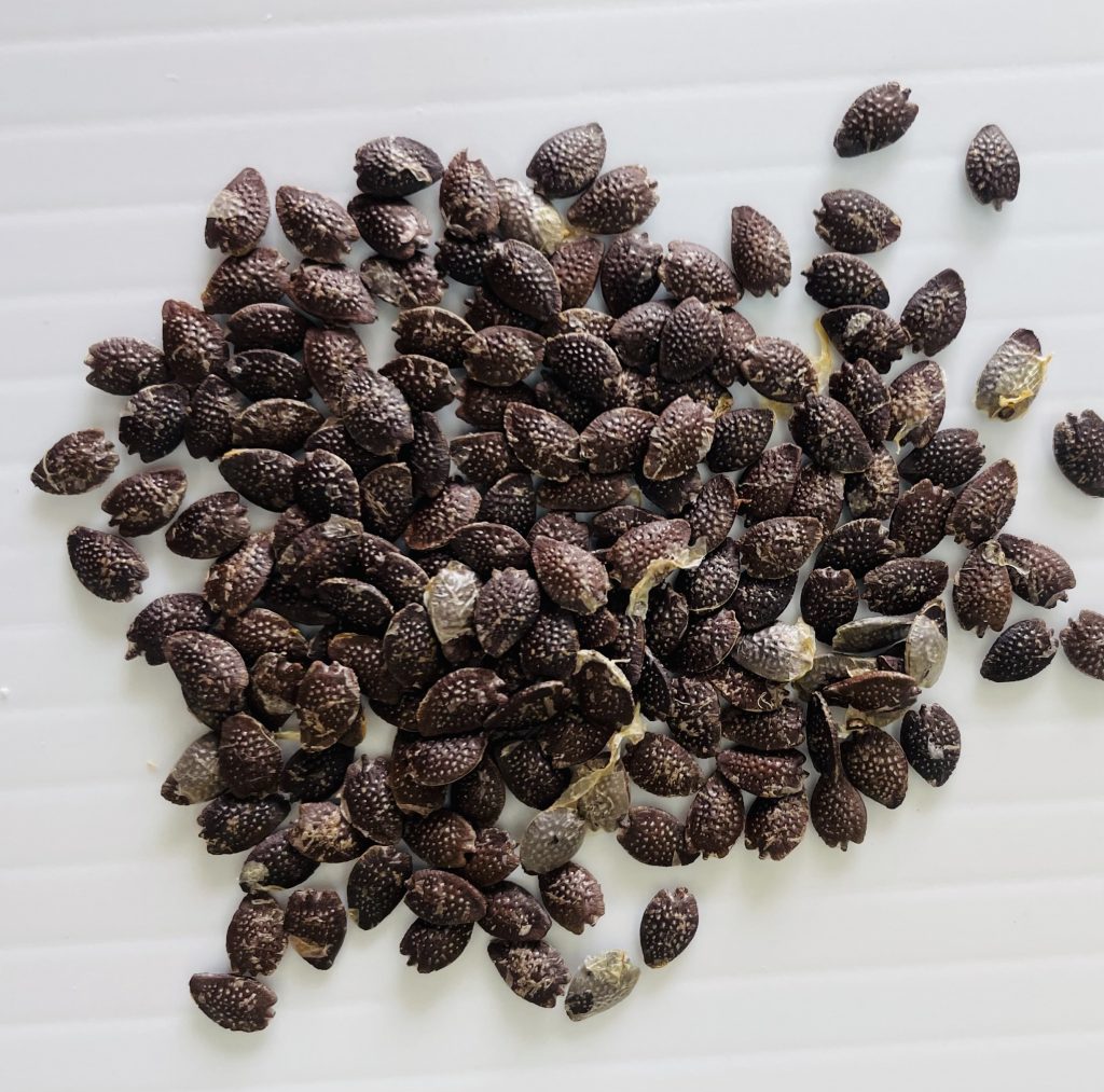 Parcha – Passion Fruit (Amarilla) – SEMILLAS SELECTAS