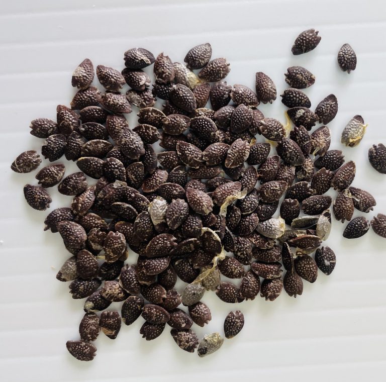 Parcha – Passion Fruit (Criolla) – SEMILLAS SELECTAS