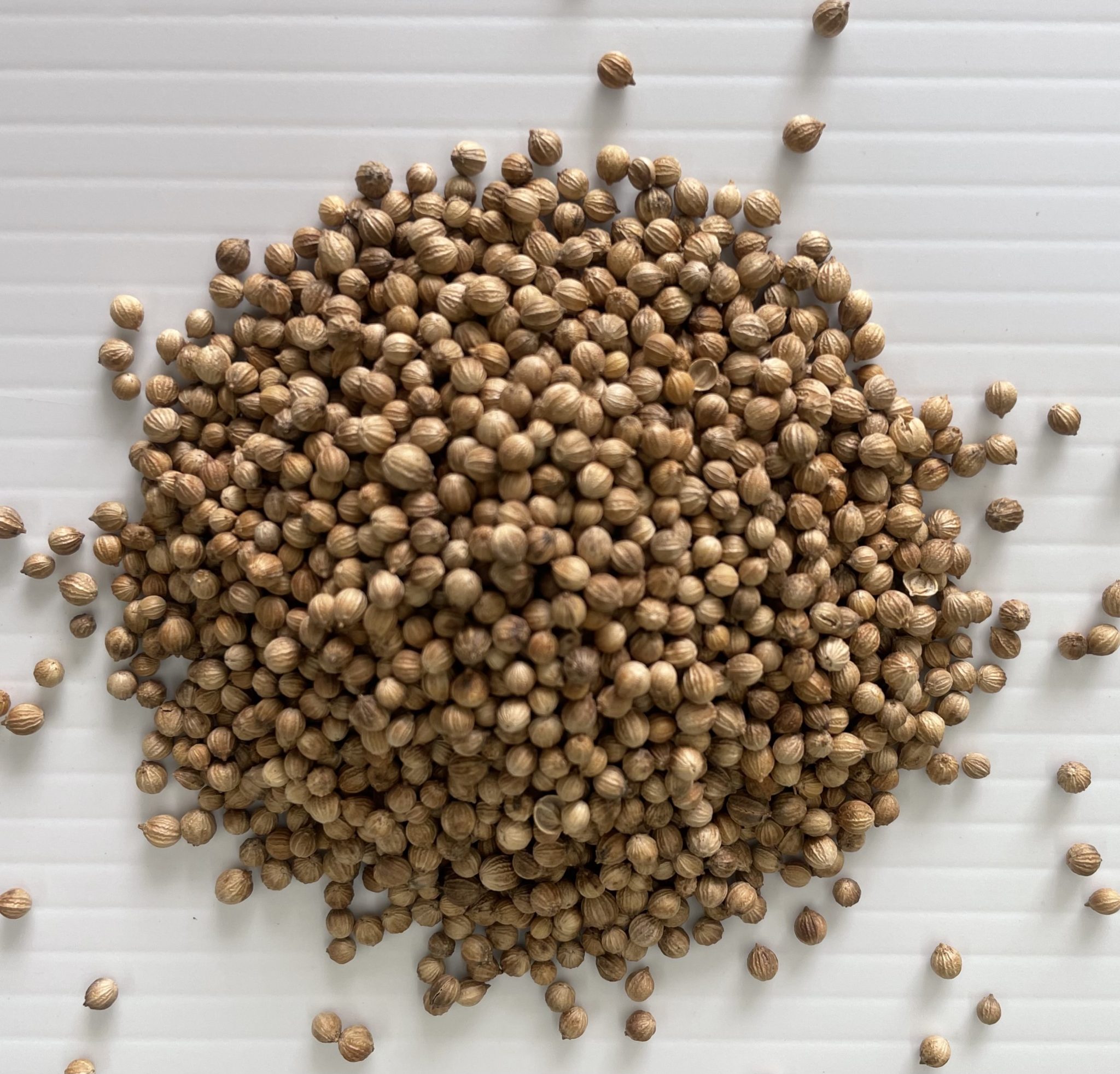 Cilantrillo / Coriander – SEMILLAS SELECTAS