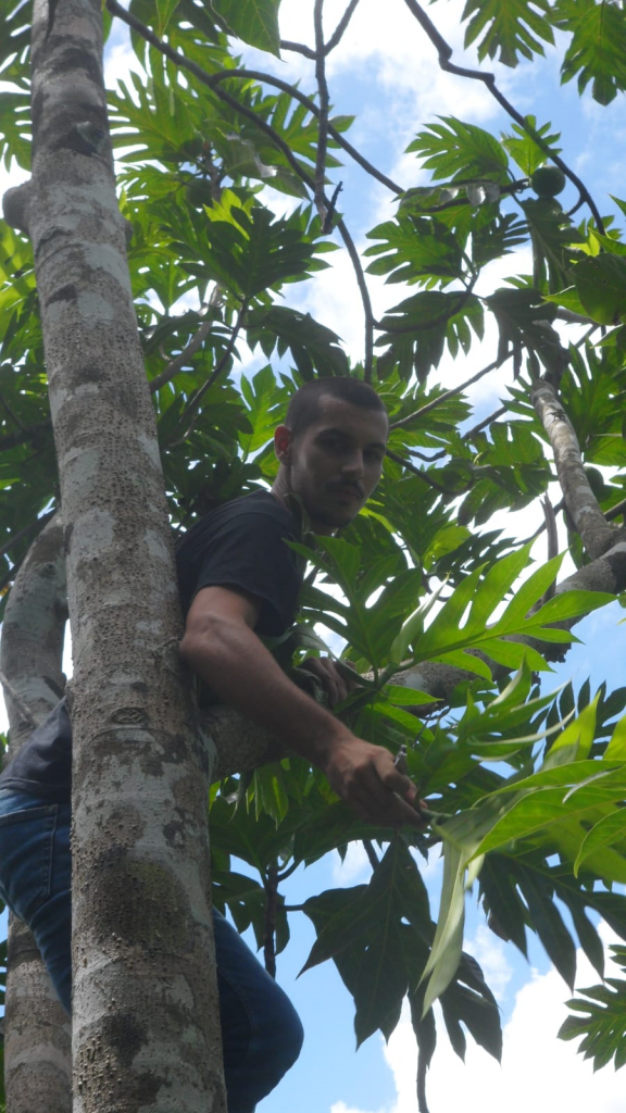 Proyecto Panapén – UPRM Global