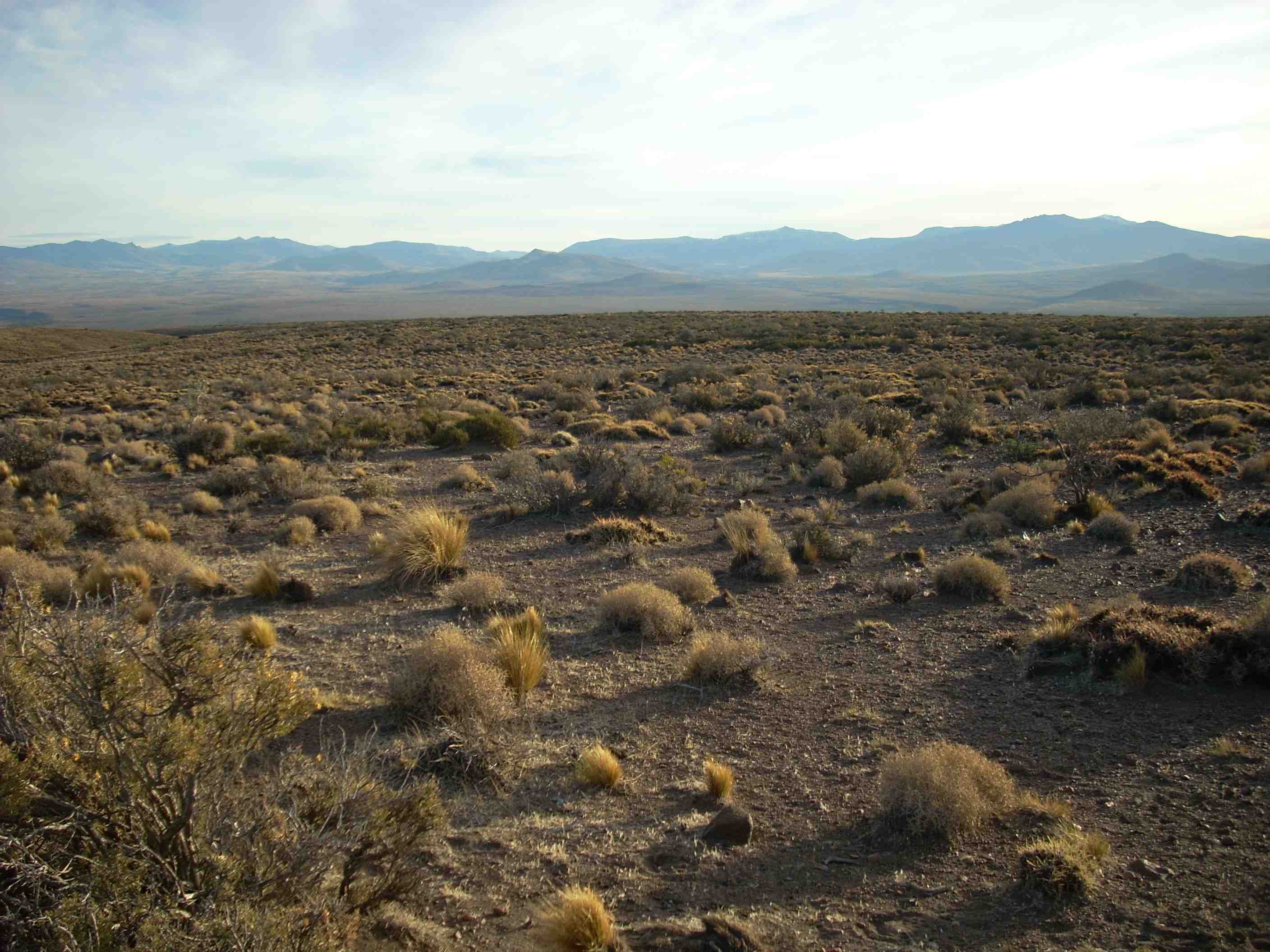 UPRM Invertebrate Collection – Puerto Rico Center of Excellence in ...
