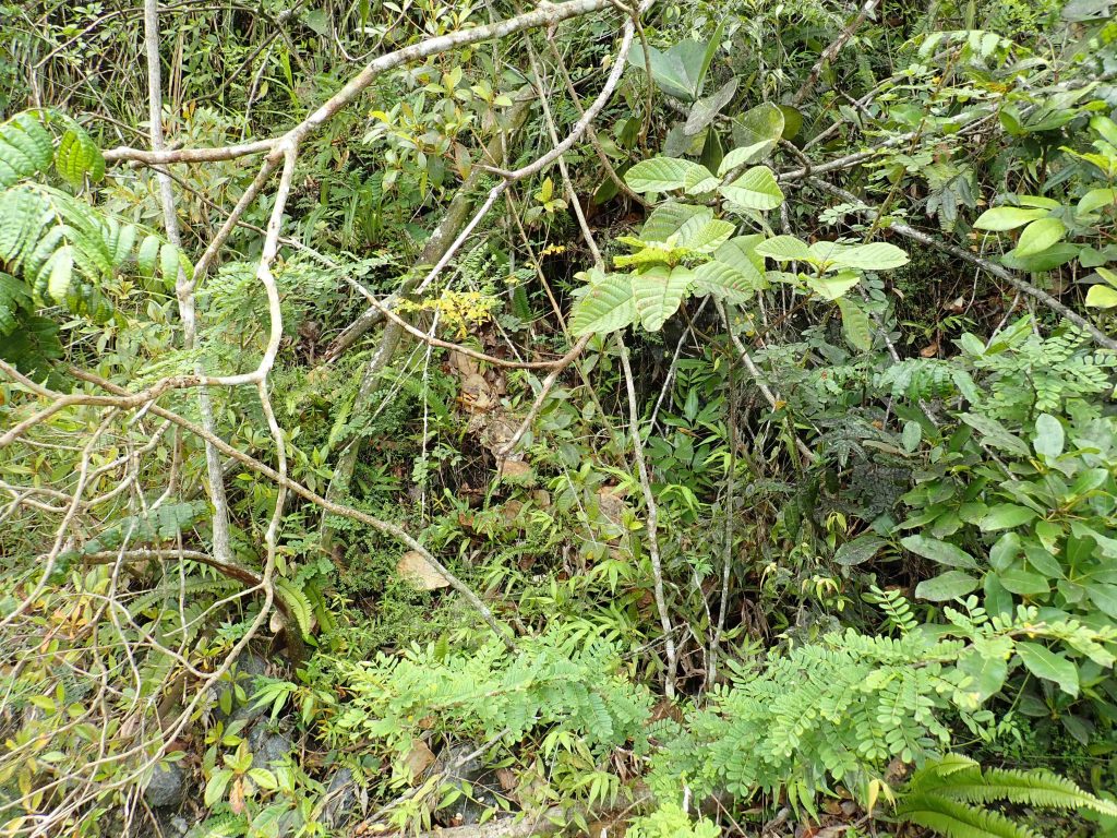 Collecting Leaf Litter Invertebrates – UPRM Invertebrate Collection