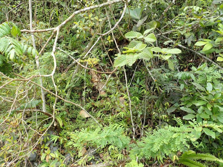 Collecting Leaf Litter Invertebrates – UPRM Invertebrate Collection