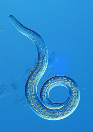 Nomarski – Centro de Microscopia UPR-RUM