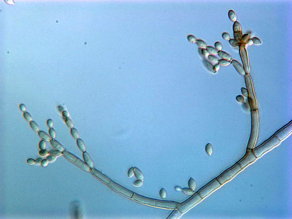 Nomarski – Centro de Microscopia UPR-RUM