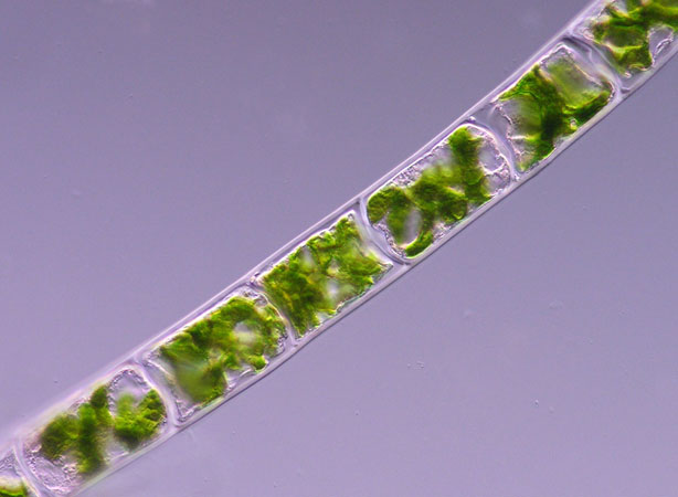 Nomarski – Centro de Microscopia UPR-RUM