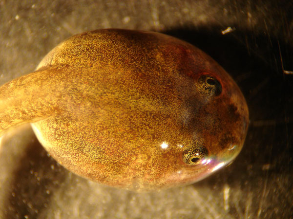 Estereoscopía – Centro de Microscopia UPR-RUM