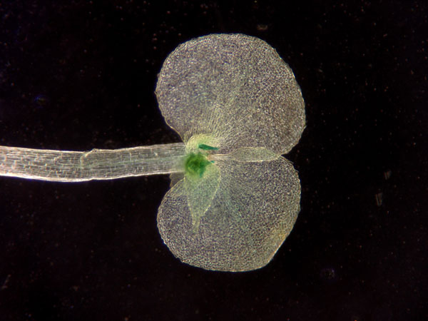 Estereoscopía – Centro de Microscopia UPR-RUM