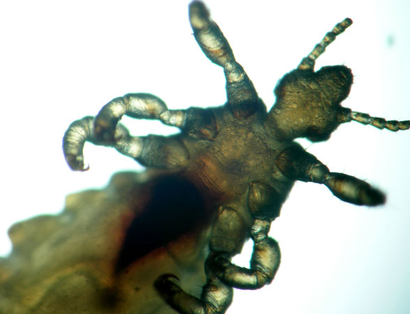 Estereoscopía – Centro de Microscopia UPR-RUM