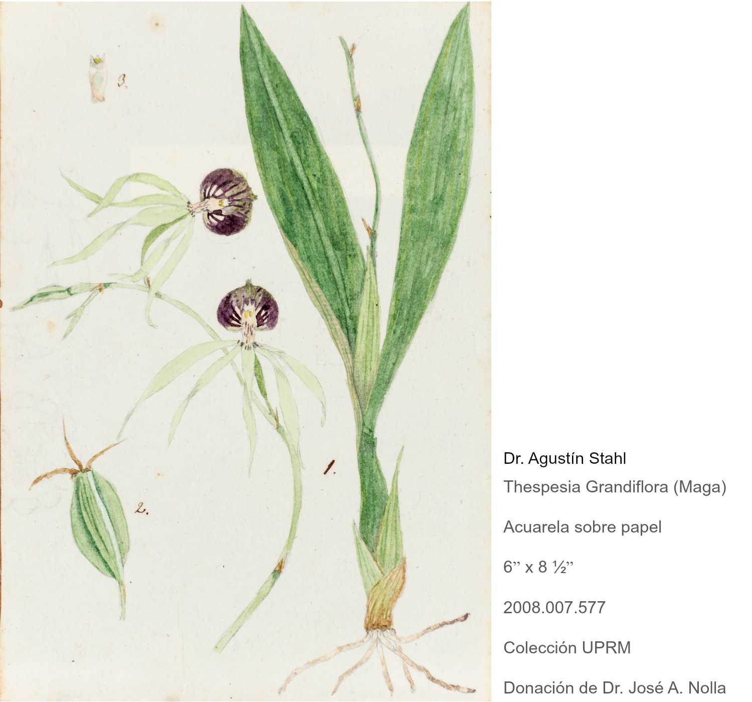 Stahl – Museo de Arte (MUSA) – UPRM