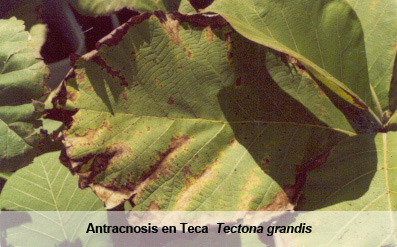 Antracnosis - Servicio de Extensión Agrícola