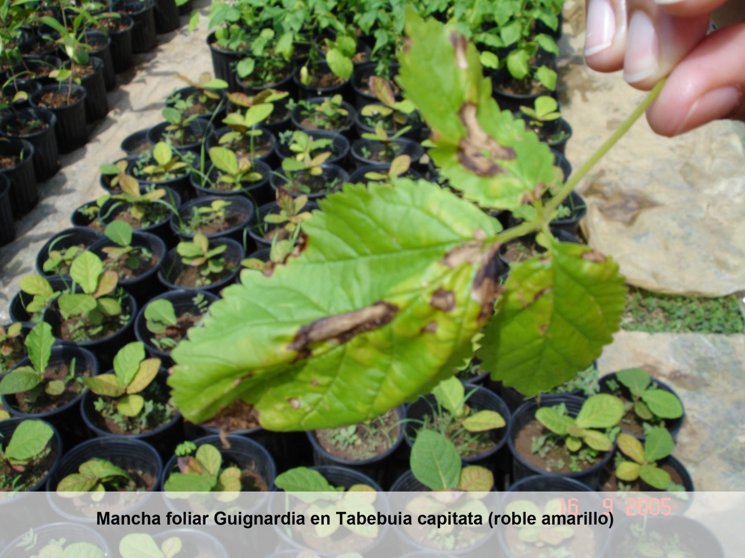Mancha Foliar Guignardia - Servicio de Extensión Agrícola