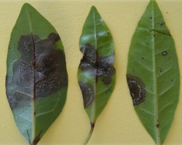 Mancha Foliar (Myrothecium roridum) - Servicio de Extensión Agrícola