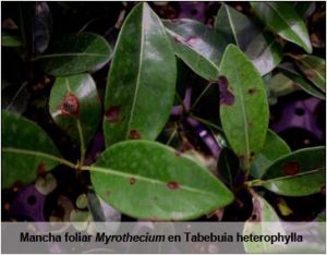 Mancha Foliar (Myrothecium roridum) - Servicio de Extensión Agrícola