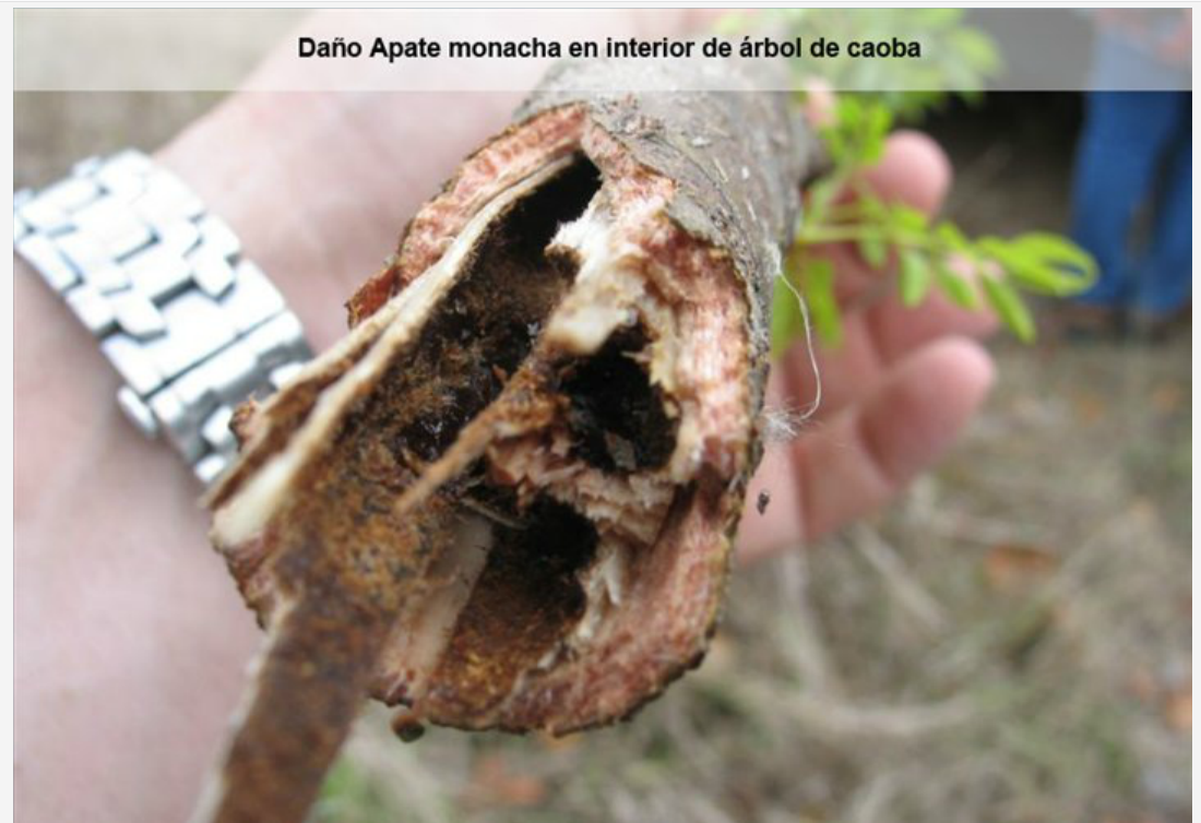 MIP Forestal - Servicio de Extensión Agrícola