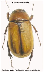 Caculo de Mayo - Servicio de Extensión Agrícola