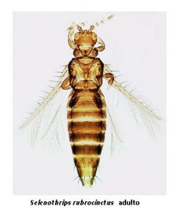 Tripido de Línea roja - Servicio de Extensión Agrícola