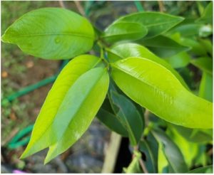 Abey amarillo - Servicio de Extensión Agrícola