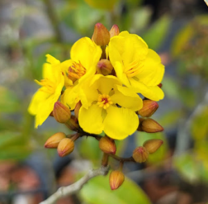 Abey amarillo - Servicio de Extensión Agrícola
