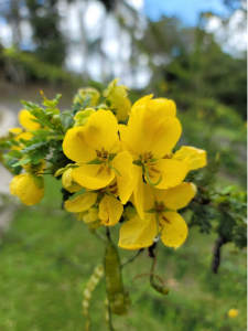 Retama prieta - Servicio de Extensión Agrícola