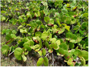 Uva de playa - Servicio de Extensión Agrícola
