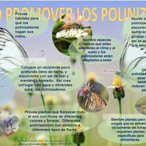 Publicaciones - Servicio de Extensión Agrícola