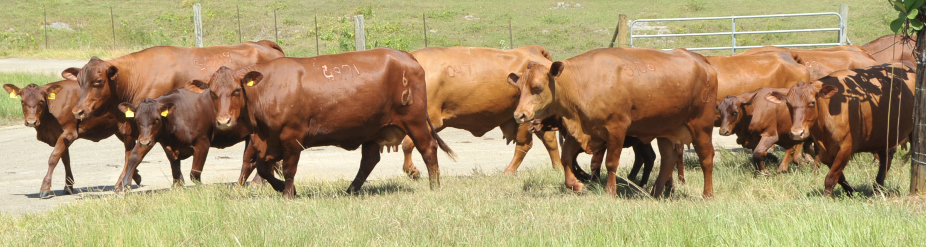 Sobre Nosotros - Servicio de Extensión Agrícola